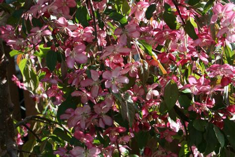 Crabapple Ruby Tears For Sale Online Shop Stuarts Stuarts Landscaping And Garden Center Inc