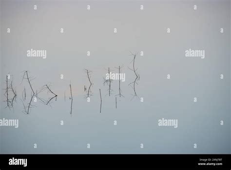 An Idyllic Minimalistic View Of Grasses Sprouting Through The Water