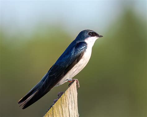 Tree Swallow Scrolller