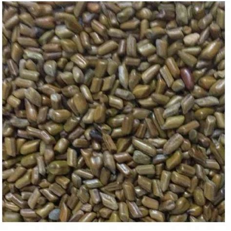 Hybrid Stylo Grass Cassia Tora Seeds At ₹ 320kg In Dehradun Id 4643304962