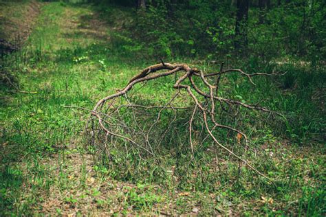 무성한 식물로 둘러싸인 분위기 있는 삼림 지대 풍경 생생한 녹지 들 사이 떨어진 작은 나무와 여름 녹색 숲 풍경 풍부한 식물이