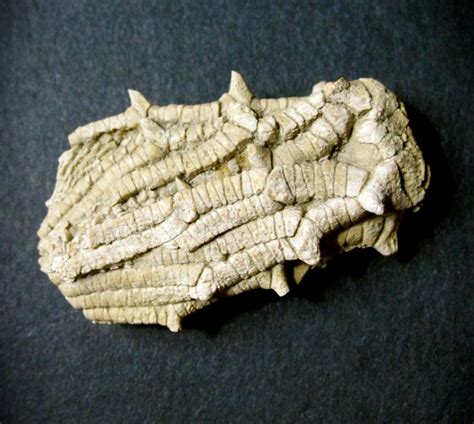 Dasciocrinus Crinoid Fossil