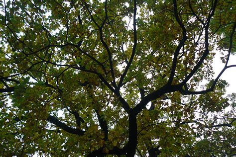 Leaves Just Starting To Turn Brown On Tree Biorefinery