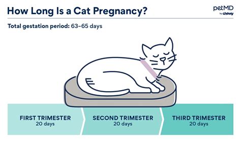 Detecting Feline Pregnancy How To Tell If A Cat Is Pregnant