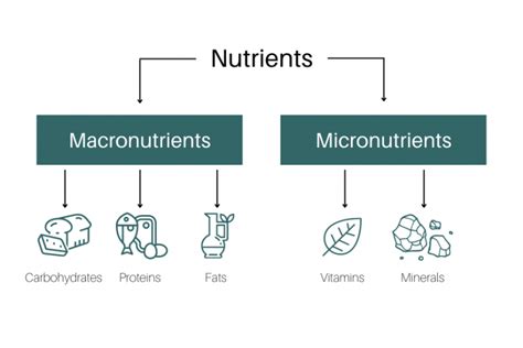 Macronutrients Vs Micronutrients What S The Difference Kay Nutrition