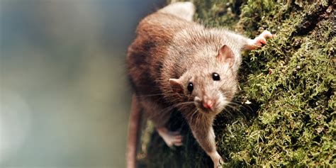 Types Of Wild Rats You May Encounter In The Pacific Northwest