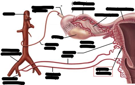 Reproductive Anatomy Labeling Diagram Quizlet