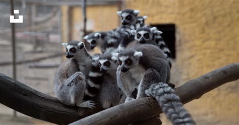 나뭇가지에 앉아 있는 고리꼬리여우원숭이 무리 사진 Unsplash의 무료 마리 이미지