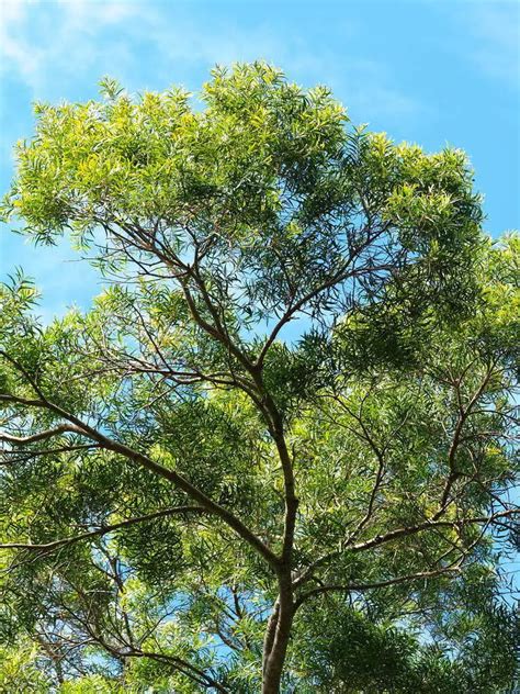 Acacia Confusa Evergreen Leaves Flowering Tree Hardwood Medicinal