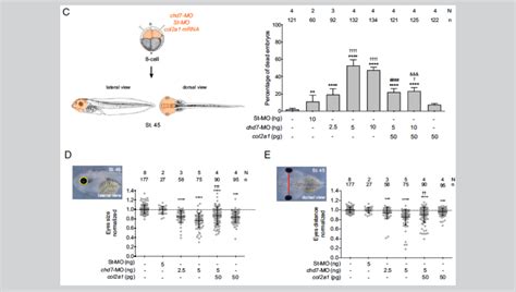 grupo-cirio – IFIBYNE – CONICET – UBA
