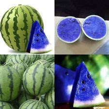 Blue Watermelon
