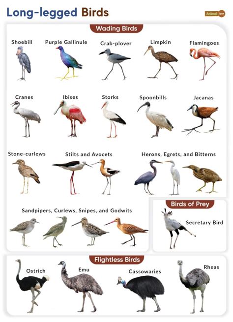 Marsh Birds List Facts Pictures And More