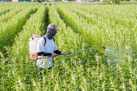 젊은 남자 농부 마스터 해충을 방지 하 고 아침에 질병 식물 클로즈업 Xigang 타이난 대만에 자신의 참 깨에 농약 을 살포는 건강관리와 의술에 대한 스톡 사진 및 기타