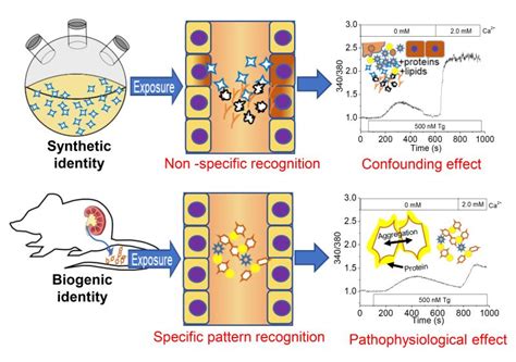 Differential Biomolecular Recognition By Synthetic Vs Biologically Derived Components In The