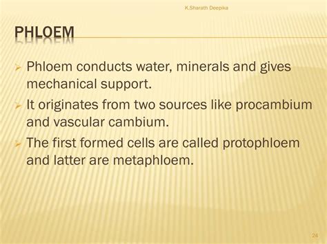 Ppt Plant Tissues Powerpoint Presentation Free Download Id 5416399