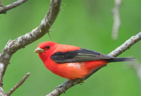 Monticello Park Birds Scarlet And Summer Tanagers