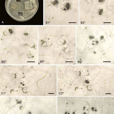 Asexual Morph Of Orbilia Jesu Laurae In Culture A Macromorphological