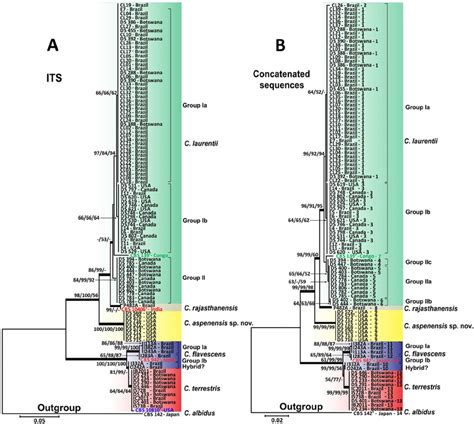 Phylogenetic Analysis Of 100 Environmental Cryptococcus Spp Isolates