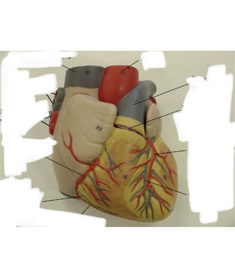 Heart Model 2 Diagram Quizlet