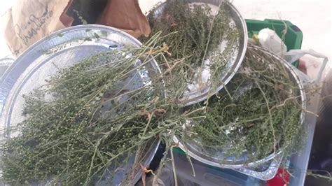 Foraging At Home And On The Trail Ashtree Wildcrafting