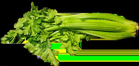 What Is The Nutritional Value Of Celery And Is Celery Healthy For You Health And Detox And Vitamins
