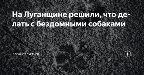 На Луганщине решили что делать с бездомными собаками Блокнот Луганск Дзен