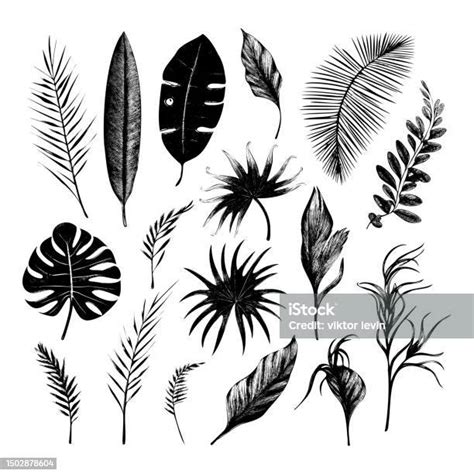 열대 식물과 나뭇잎의 삽화 세트 손으로 그린 스타일 윤곽선 스케치 식물에 대한 스톡 벡터 아트 및 기타 이미지 식물 개체 그룹 그래픽 프린트 Istock