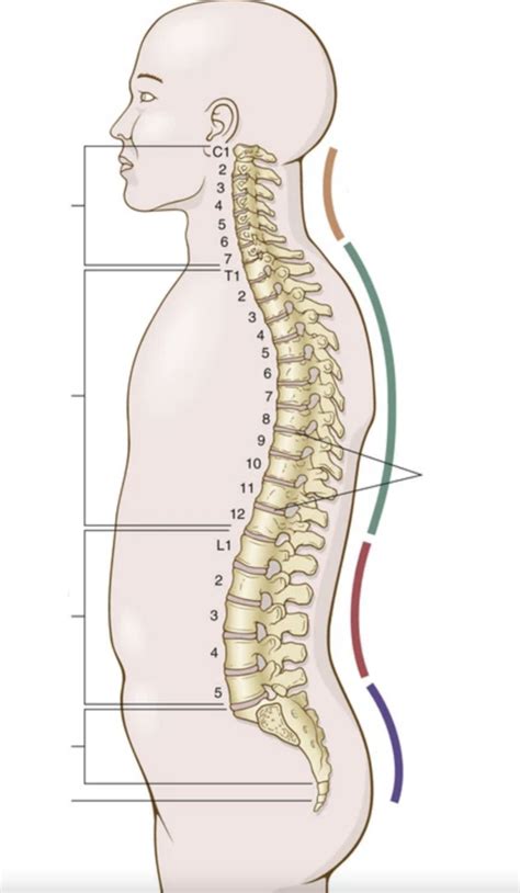 Vertebral Column Diagram Quizlet