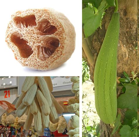Growing Loofah Complete Guide Varieties And Uses