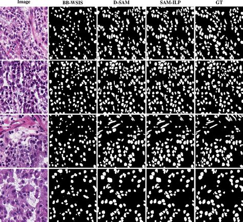figure 8 from guided prompting in sam for weakly supervised cell