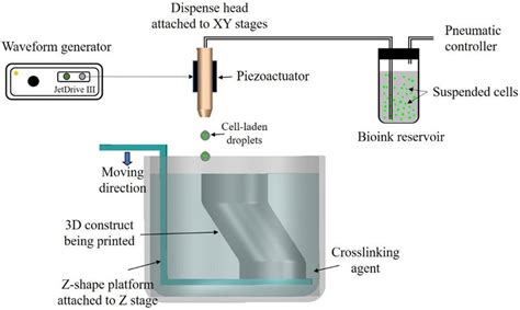 Schematic Of Inkjet Based Bioprinting The Printing Process May Take