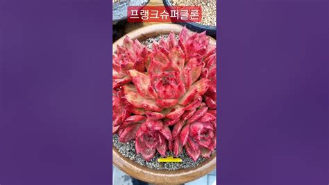 11월 9일 다육이 프랭크 슈퍼클론 키핑장다육이 임영웅 Youtube