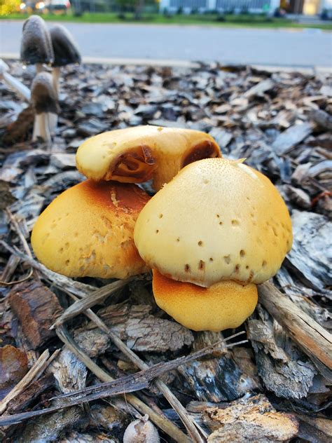 What Mushroom Is This R Whatisthismushroom