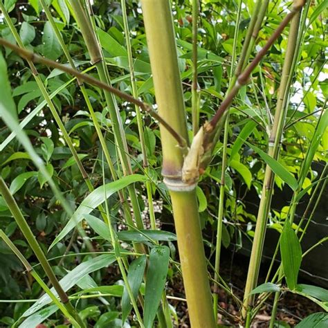 Phyllostachys Rubromarginata Bamboo Etsy