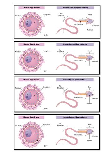 Lesson 6 Adaptations Of Sperm And Egg Teaching Resources