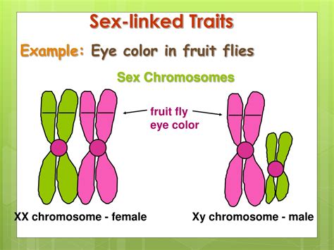 Ppt Polygenic Inheritance Powerpoint Presentation Free Download Id