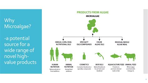 A Cost Effective Solution For High Productivity Microalgae Bioreactor Dpl Dk