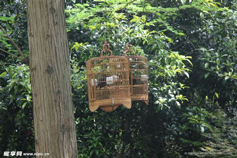 森林中的鸟笼摄影图 鸟类 生物世界 摄影图库 昵图网