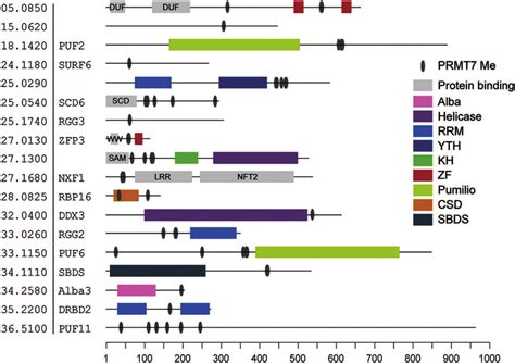 Monomethyl Arginines Are Found Outside Rna Binding Domains