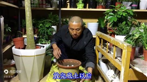 给龟背竹换花盆几个细节到位吗 Youtube