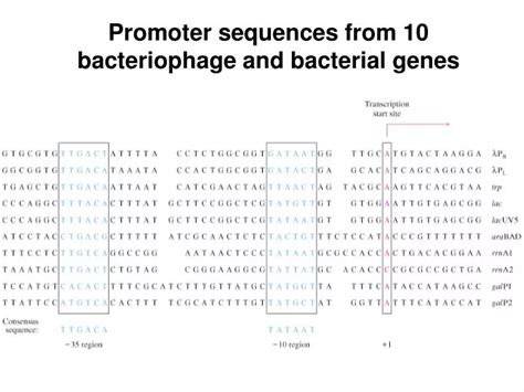 Ppt Promoter Sequences From 10 Bacteriophage And Bacterial Genes Powerpoint Presentation Id