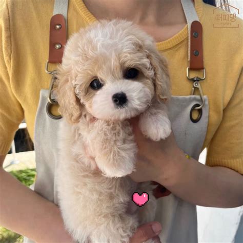 토이푸들 왕자님 분양중인 푸들 아가댕