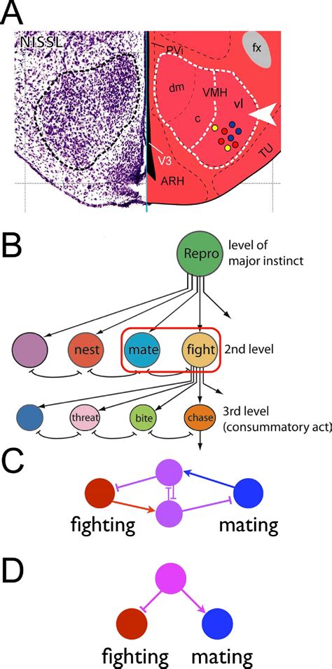 Optogenetics Sex And Violence In The Brain Implications For