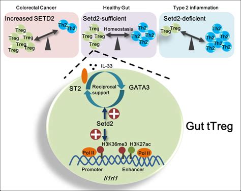 上海科技党建 营养与健康所邱菊研究组合作发现setd2调控调节性t细胞抑制肠道炎症的机制