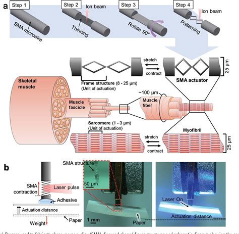 Table 1 From Shape Memory Alloy Sma Based Microscale Actuators With 60 Deformation Rate And 1