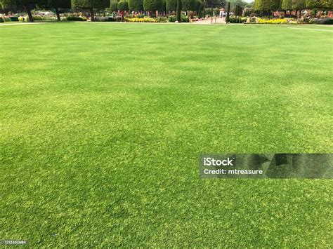 화창한 날에 새로 Mown 큰 녹색 정원 잔디의 이미지 단단히 자른 잔디 배경 0명에 대한 스톡 사진 및 기타 이미지 0명 공원 그림자 Istock