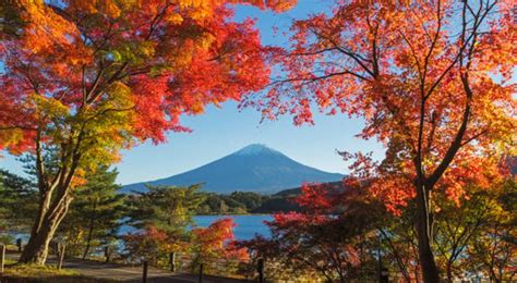 Common Deciduous Trees In Australia A Seasonal Marvel Embracegardening