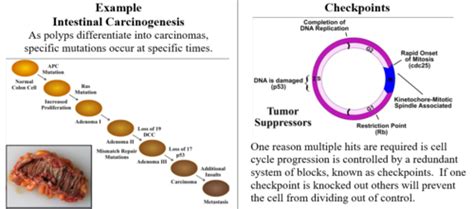 Oncogenesis Flashcards Quizlet