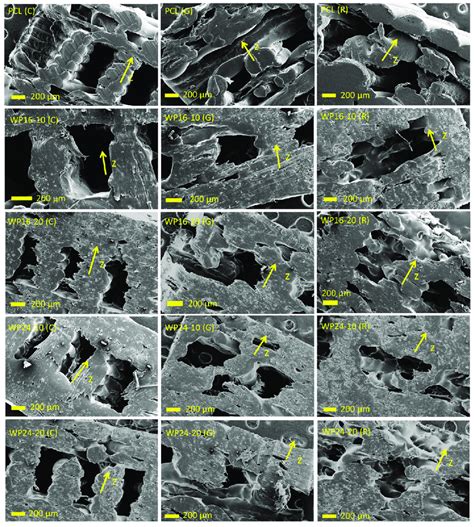 Cross Sections Of The 3d Printed Specimens Polycaprolactone Pcl