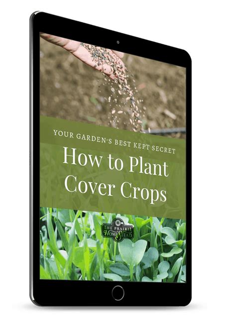 Beginners Guide To Raising Laying Hens • The Prairie Homestead